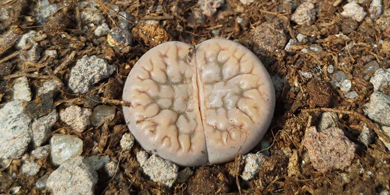 Lithops Care and Propagation - Sunnyplants.com