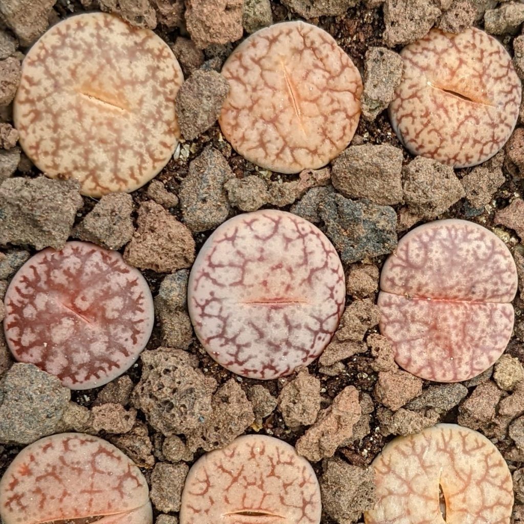 Lithops pseudotruncatella - Living Stones - Plants - Sunnyplants.com