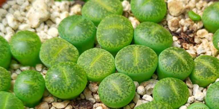 Lithops Care and Propagation - Sunnyplants.com