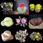 Mesembs Mixed Seeds - Living Stones - Seeds - Sunnyplants.com