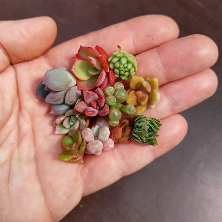 Mini Succulents - Mix - 10 Cuttings - Sunnyplants.com