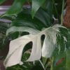 Monstera deliciosa - Swiss Cheese Plant - Seeds - Sunnyplants.com