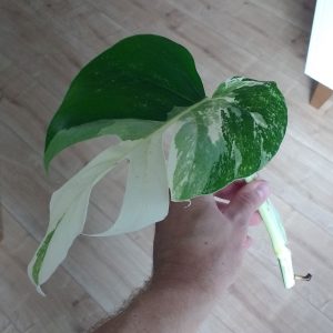 Cactussen & Succulenten (Vetplanten) te Koop - Stekken, Zaden & Planten ...