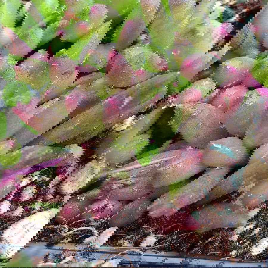 Othonna capensis - Ruby Necklace - Cuttings - Sunnyplants.com