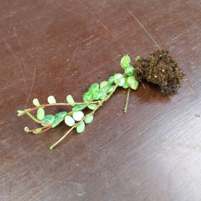 Peperomia prostrata - String of Turtles - Cuttings - Sunnyplants.com