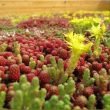 Sedum Mixed Seeds - Sunnyplants.com