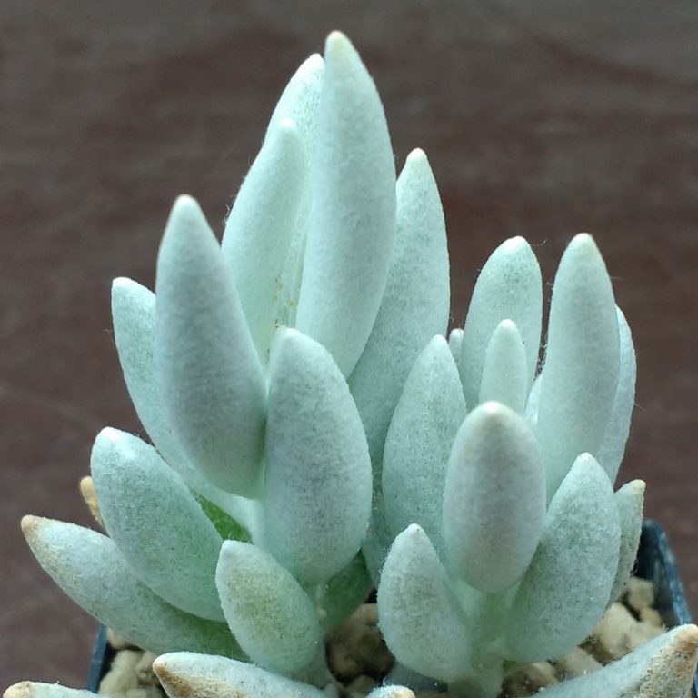 Senecio haworthii - Cuttings - Sunnyplants.com