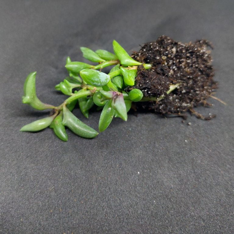 Senecio Peregrinus - Dolphin Necklace - Cuttings - Sunnyplants.com