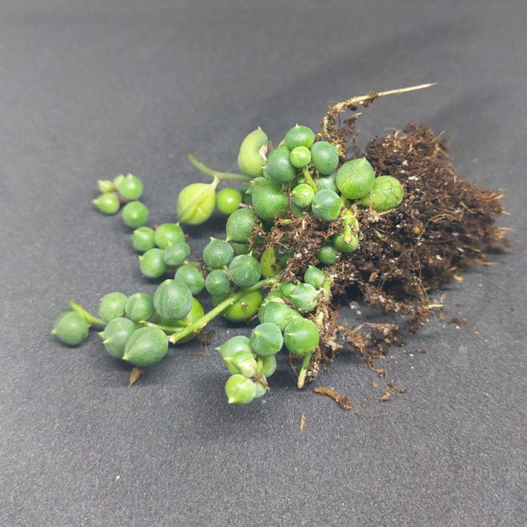 Senecio rowleyanus - String of Pearls - Cuttings - Sunnyplants.com