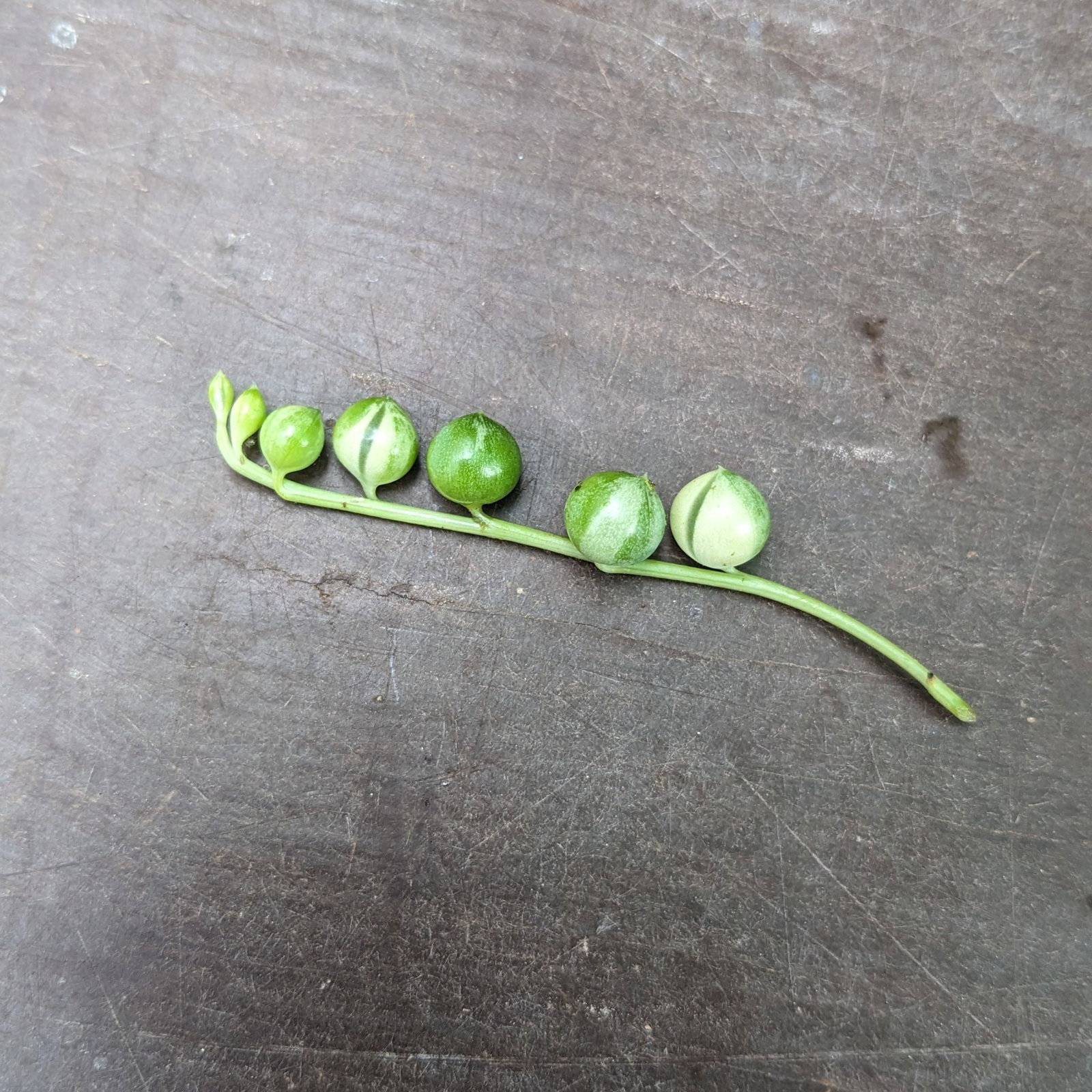 Senecio rowleyanus variegata - String of Pearls - Cuttings ...