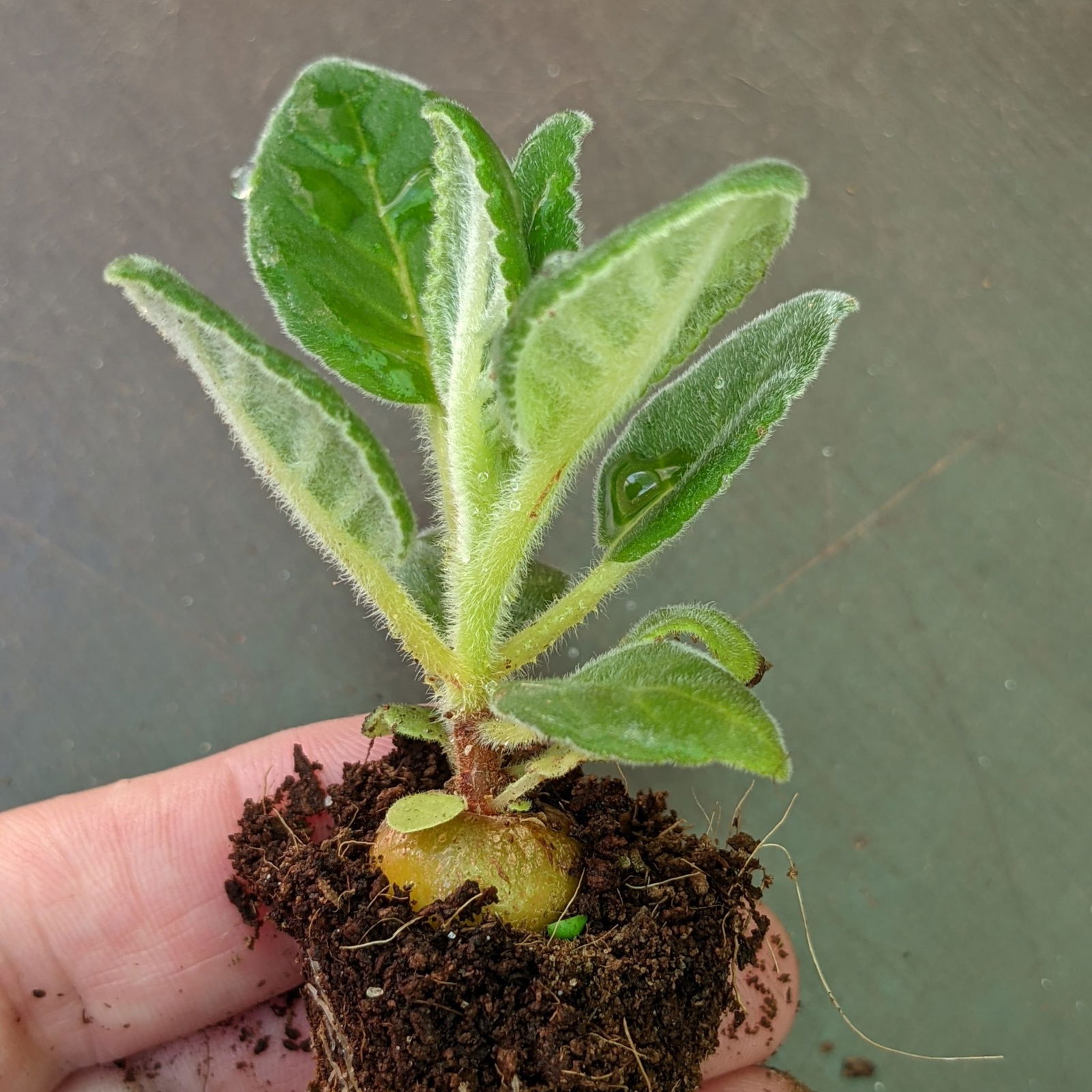 Sinningia magnifica - Gloxinia - Bulbs - Sunnyplants.com