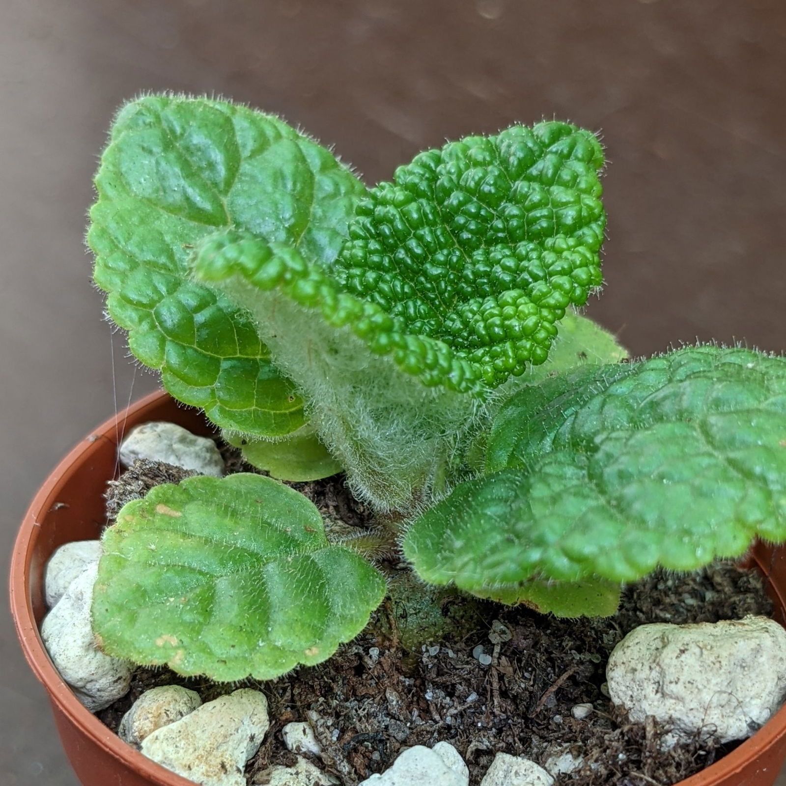 Sinningia magnifica - Gloxinia - Bulbs - Sunnyplants.com