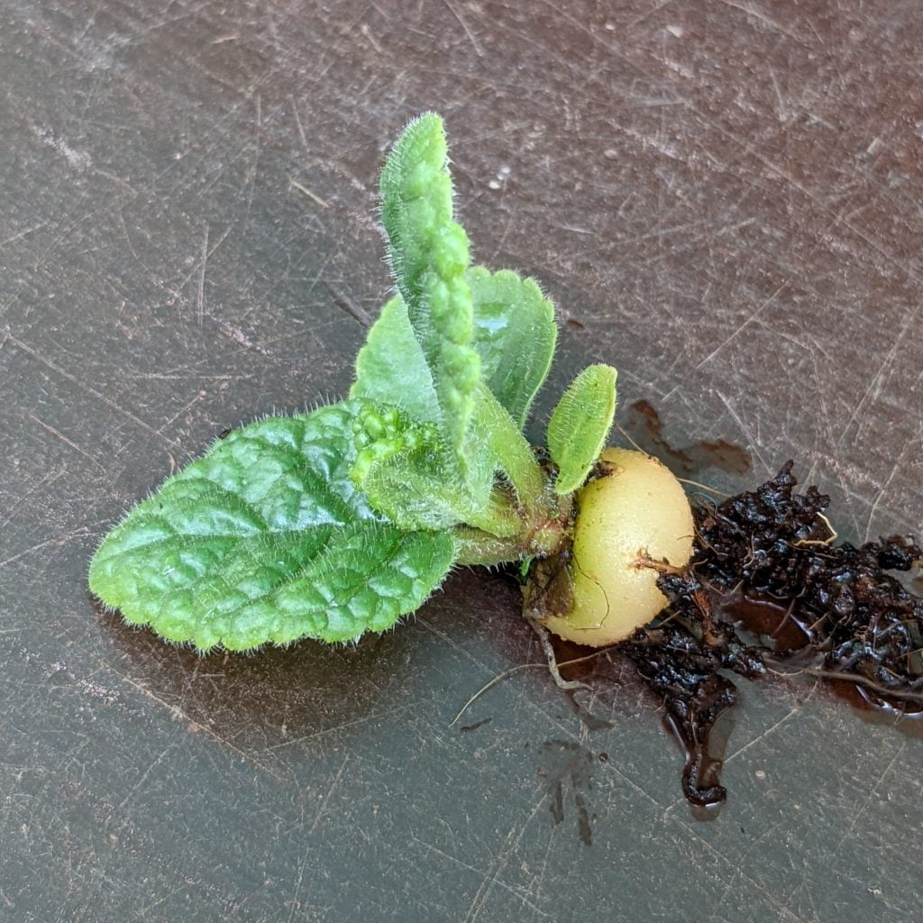 Sinningia bullata - Gloxinia - Bulbs - Sunnyplants.com