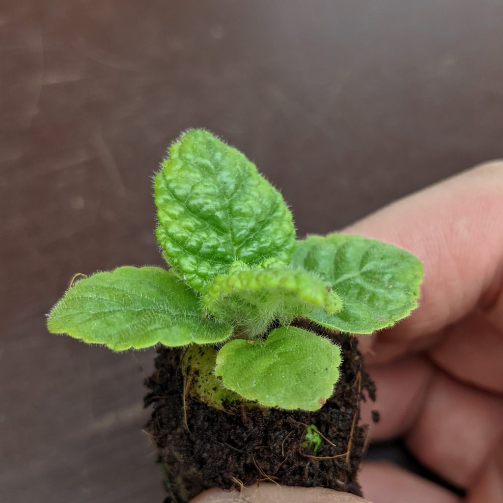 Sinningia bullata - Gloxinia - Bulbs - Sunnyplants.com