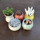Succulent Plants Collection - 5 Plants - Sunnyplants.com