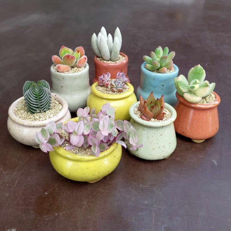 Handmade Mini Clay Pots for Succulents - Sunnyplants.com